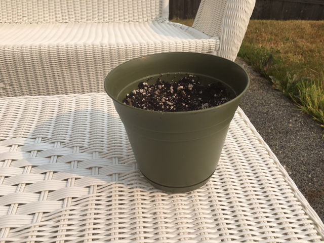 The Cilantro is Calling! (Or Is It Screaming?) – Fixin' Leaks and Leeks